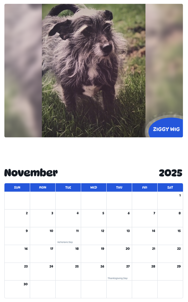 July 2025 - June 2026 Ziggy wig - Pawidols Pet Calendar